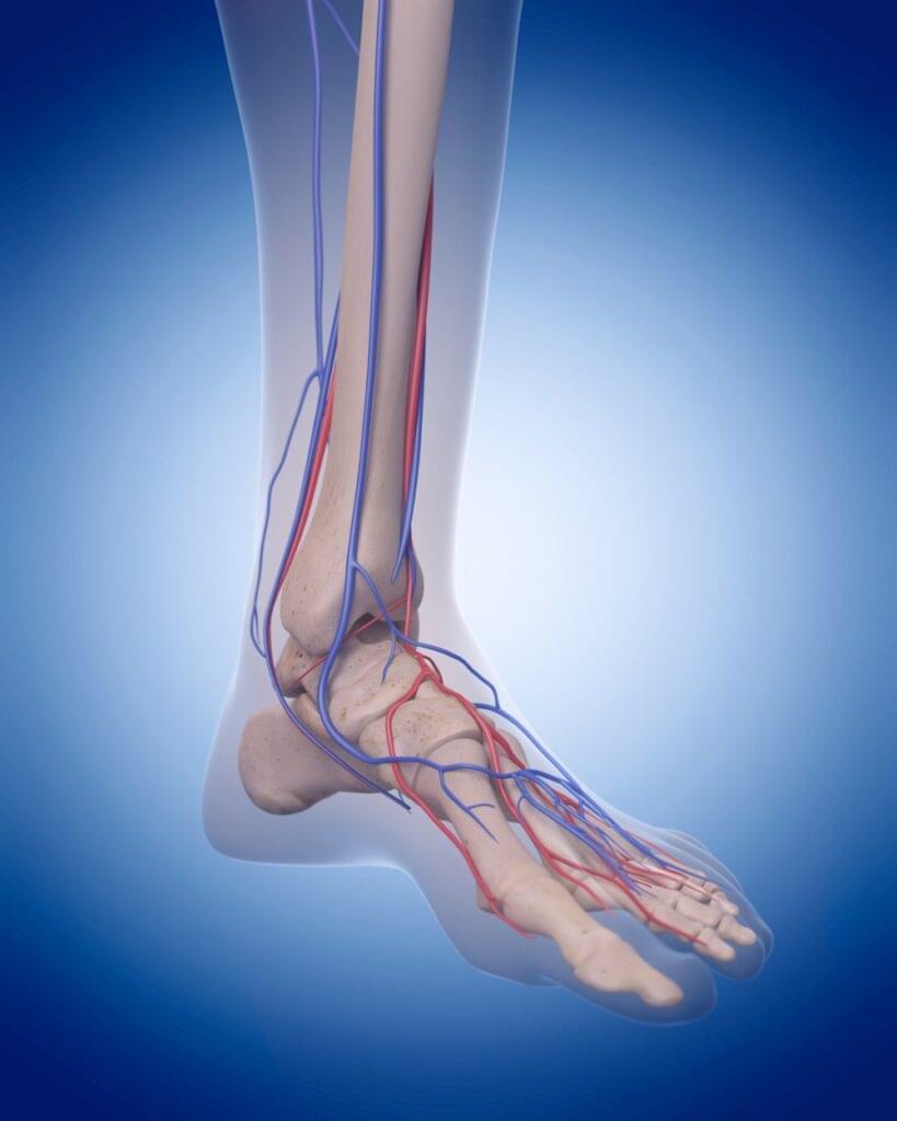Vein mapping scan | Elite Community Ultrasound